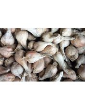Têtes d'ail violet en vrac de 500 g - Origine France - Achat / Vente ...