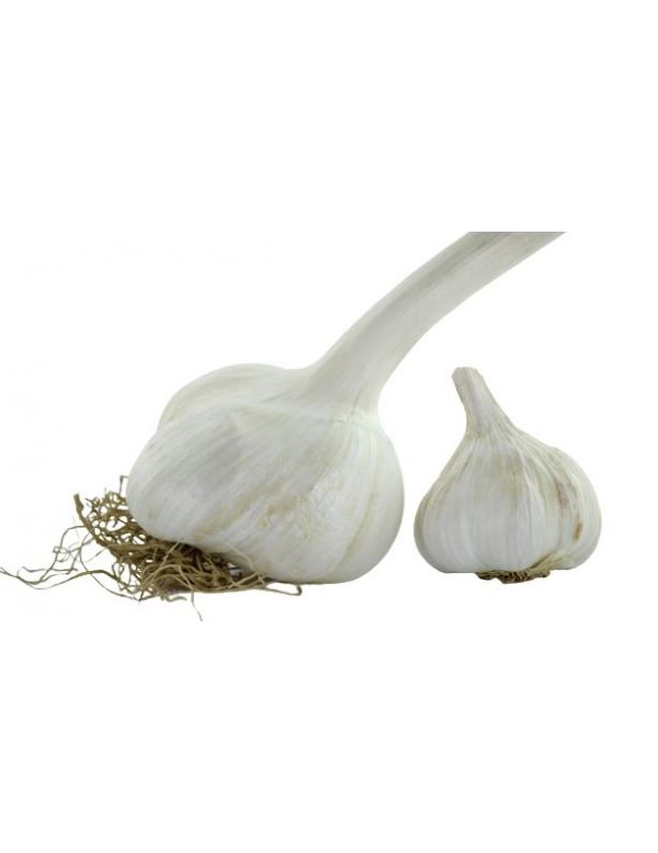 Ail éléphant - Origine France - jemangefrancais.com